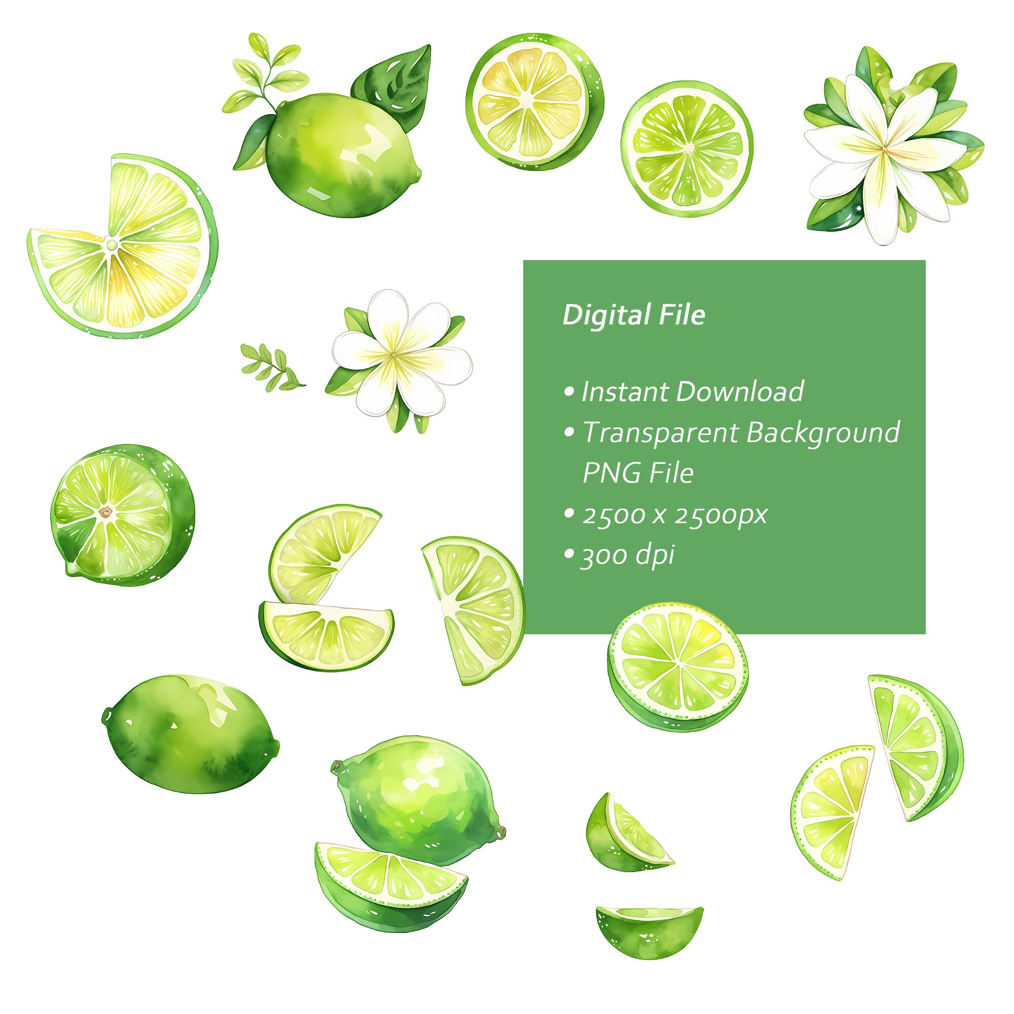 Watercolor Key Lime Clipart Set – Green Lime Slices (PNG Instant ...