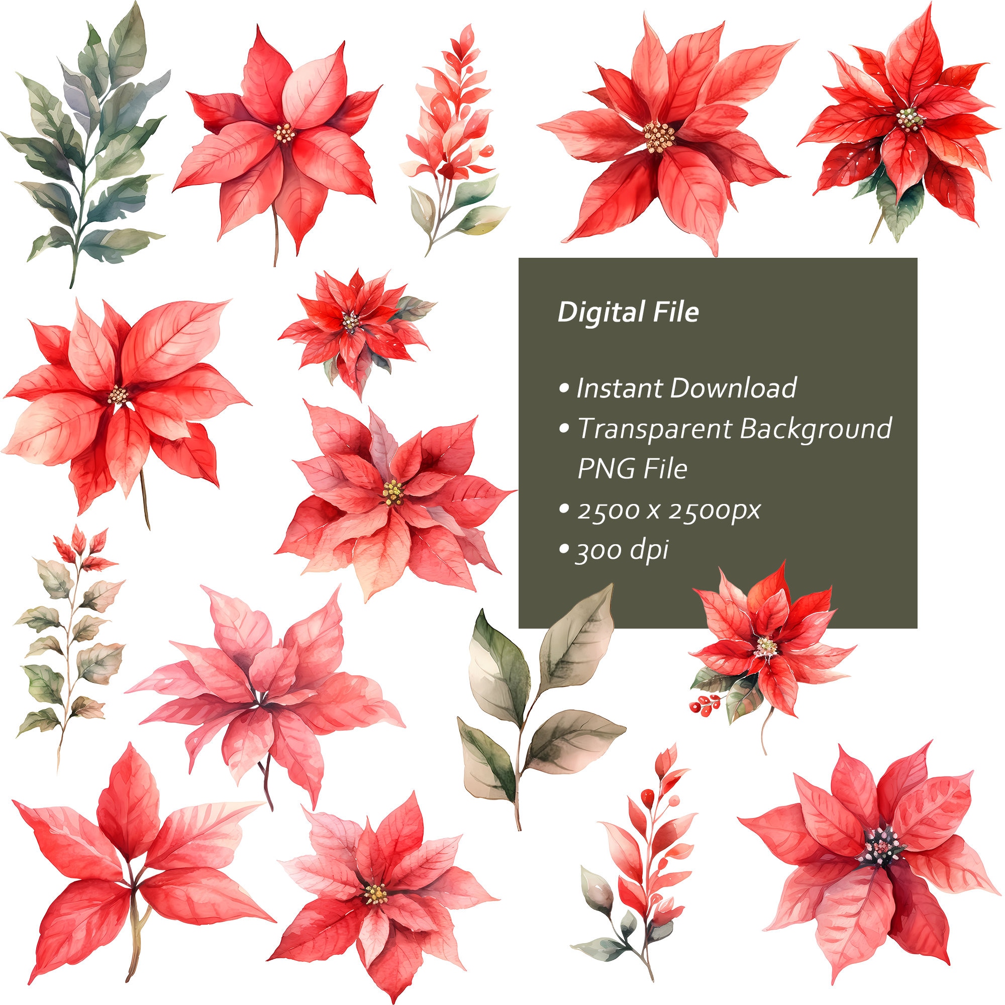 Watercolor Poinsettia Clipart Set Christmas Graphics Red Flowers ...