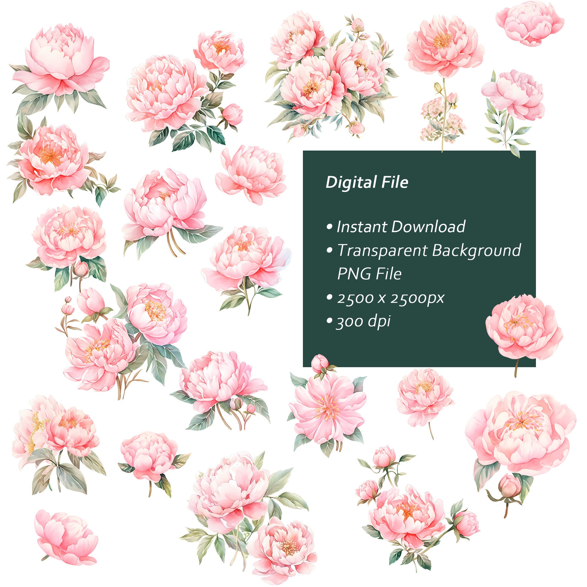 Watercolor Pink Peony Clipart Set - Pink Flowers - Peony Blossoms ...