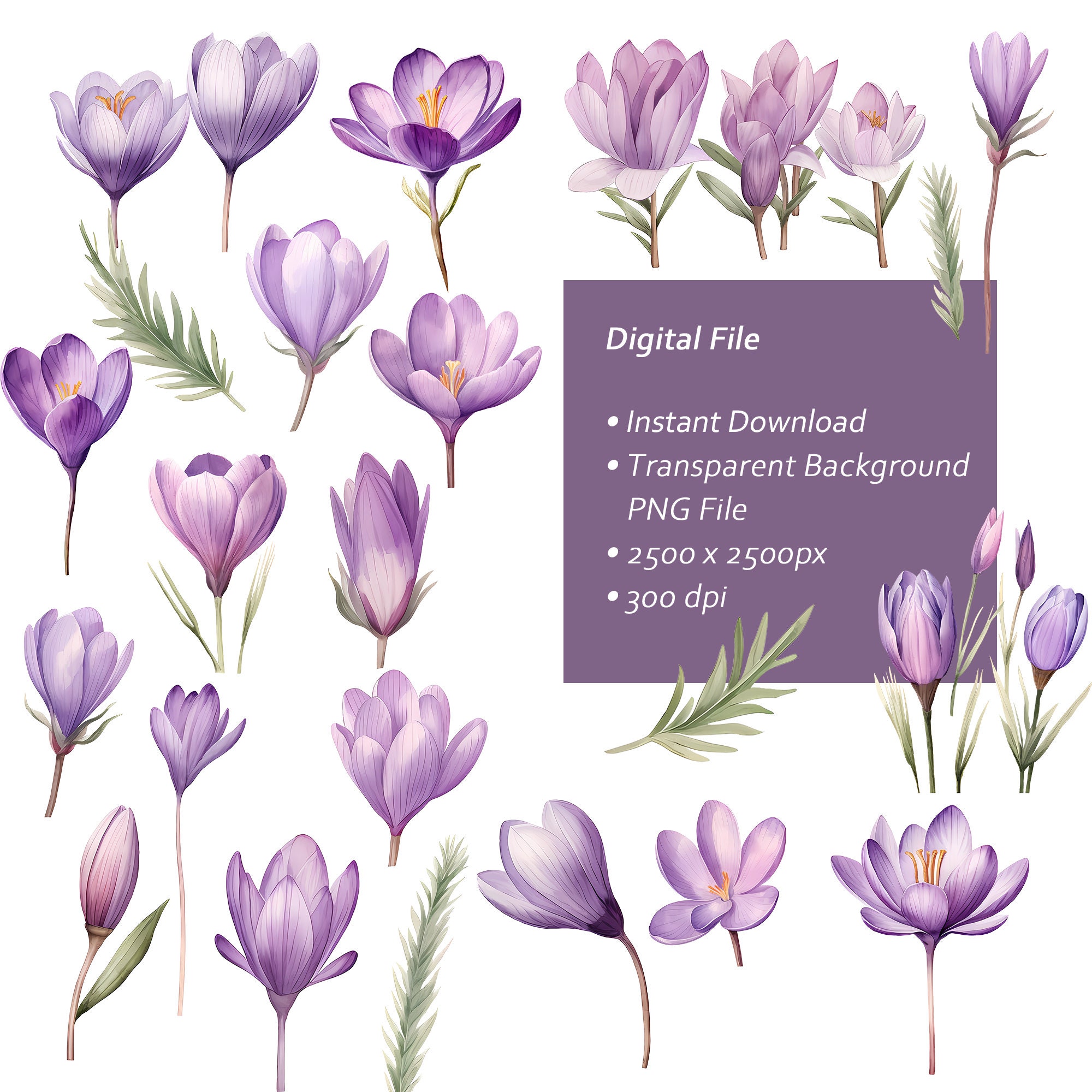 Crocus Flowers Clipart Set - Botanical Prints - Watercolor Purple ...