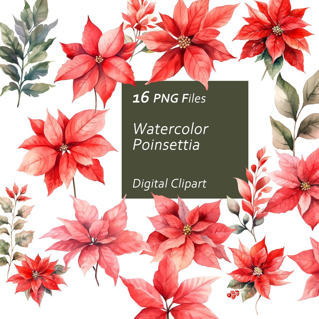 Watercolor Poinsettia Clipart Set - Christmas Graphics - Red Flowers ...