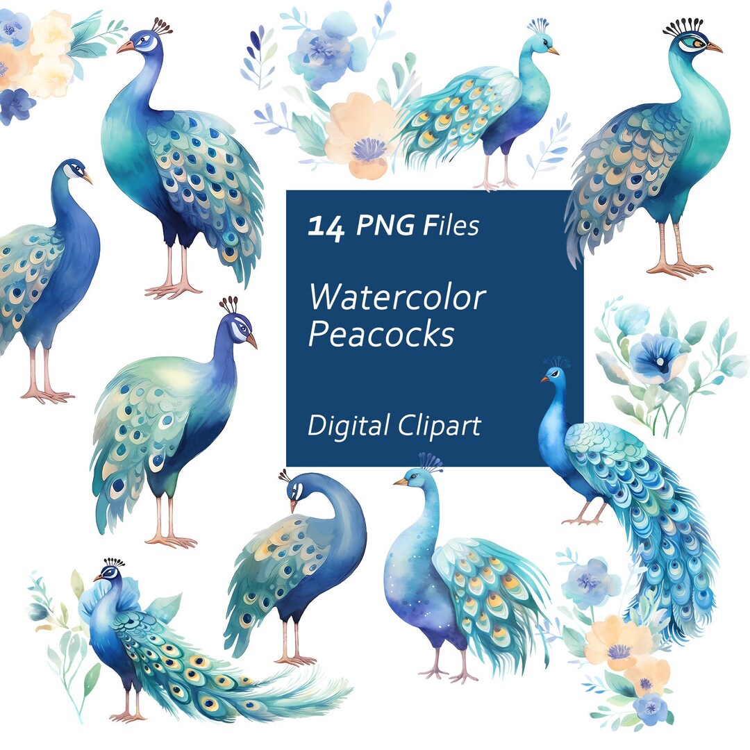 Watercolor Peacocks Clipart Set - Bird Illustrations - Feather Prints ...