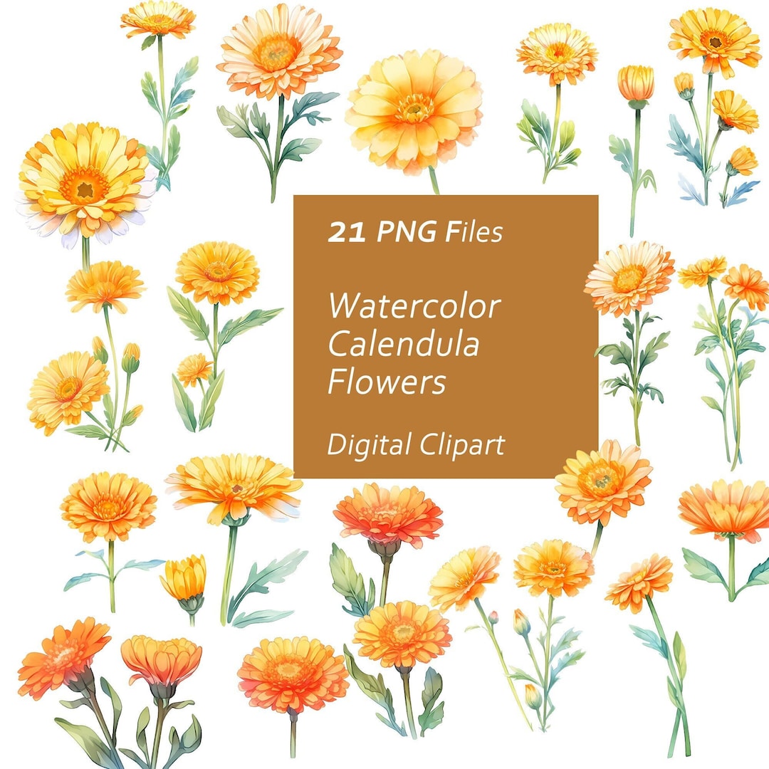 Watercolor Calendula Flowers Clipart Set - Calendula Blossoms - Instant ...