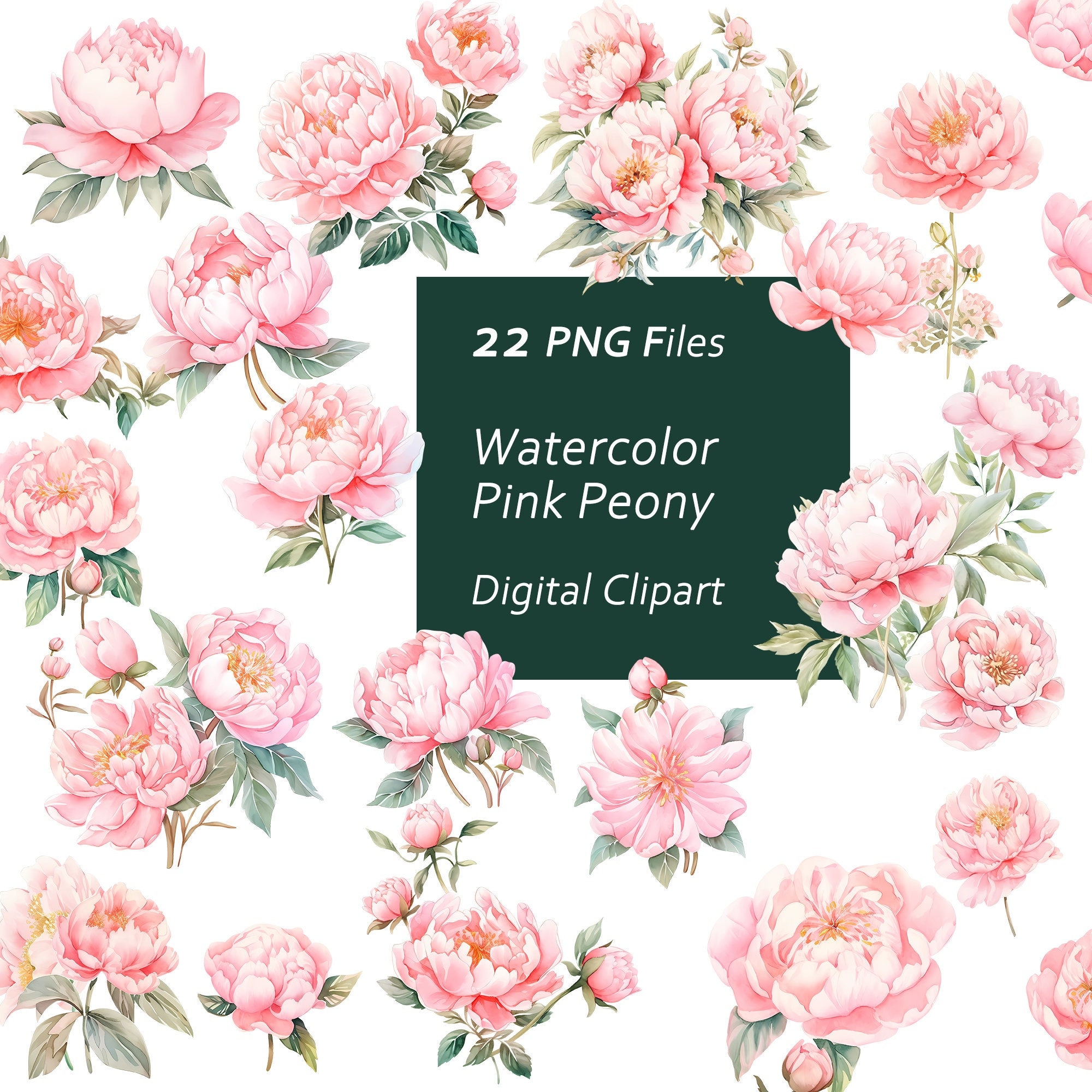 Watercolor Pink Peony Clipart Set - Pink Flowers - Peony Blossoms ...