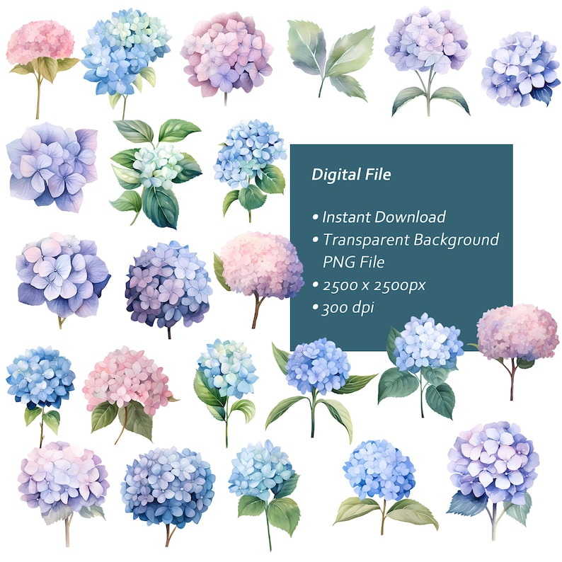 Hydrangea Clipart Set - Botanical Prints - Floral Clipart - Instant ...
