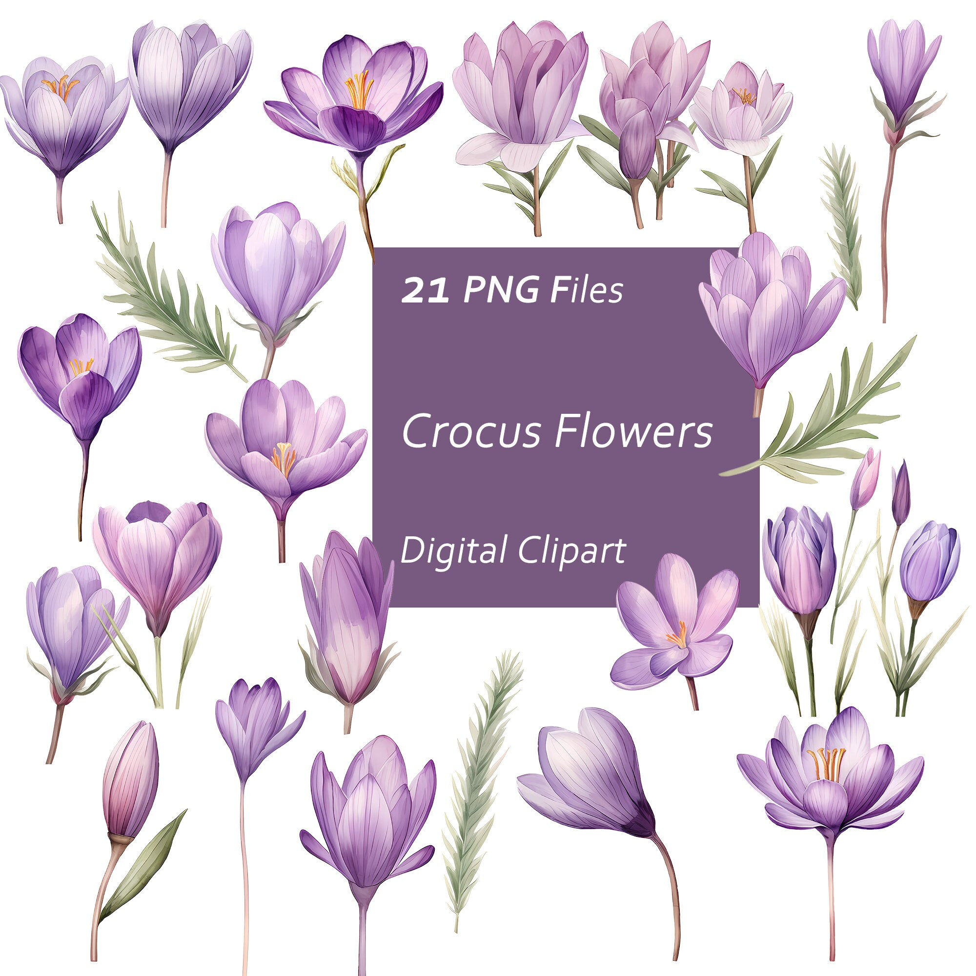 Crocus Flowers Clipart Set - Botanical Prints - Watercolor Purple ...