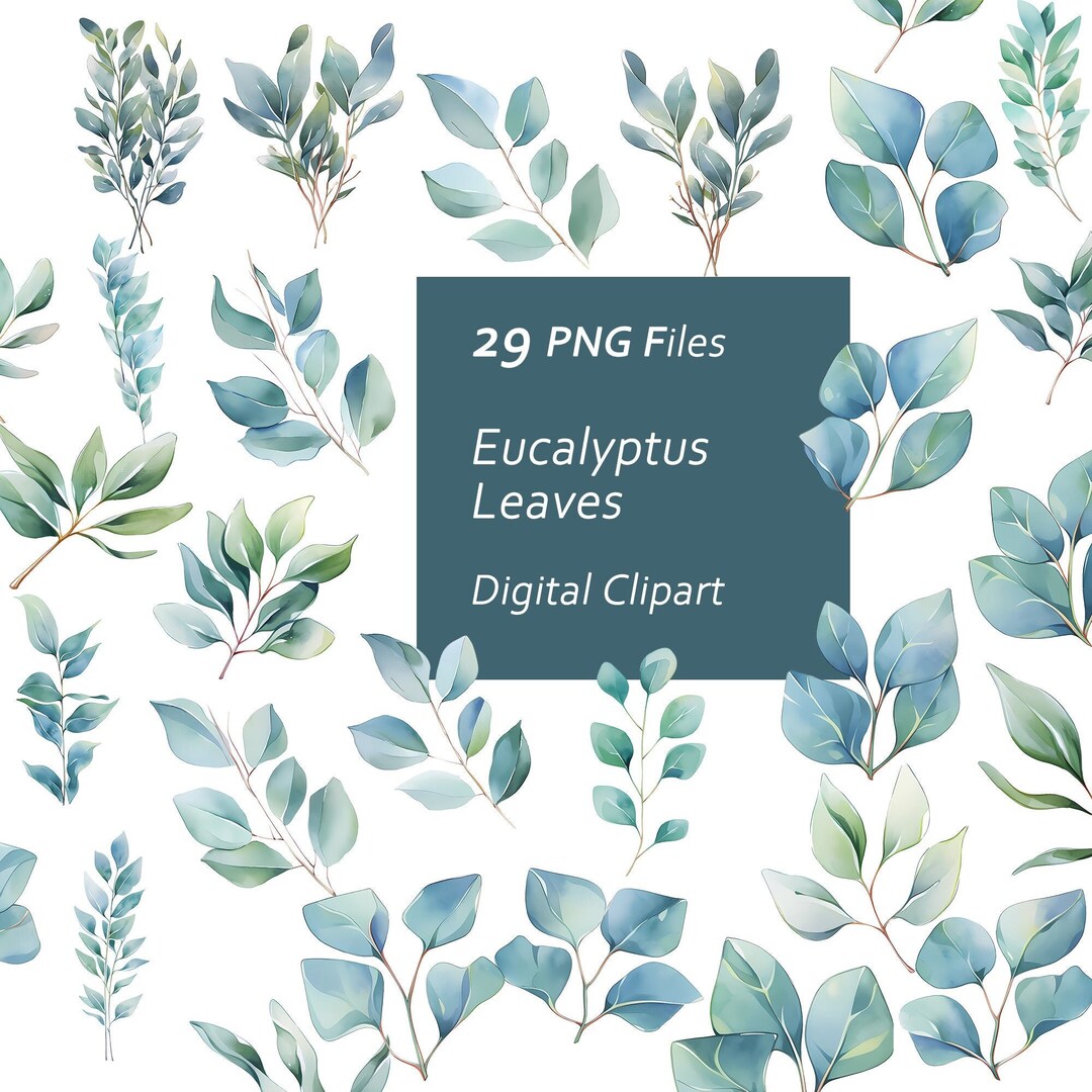 Eucalyptus Leaves Clipart Set - Botanical Graphics - Fresh Leaves - Instant Download PNG ...