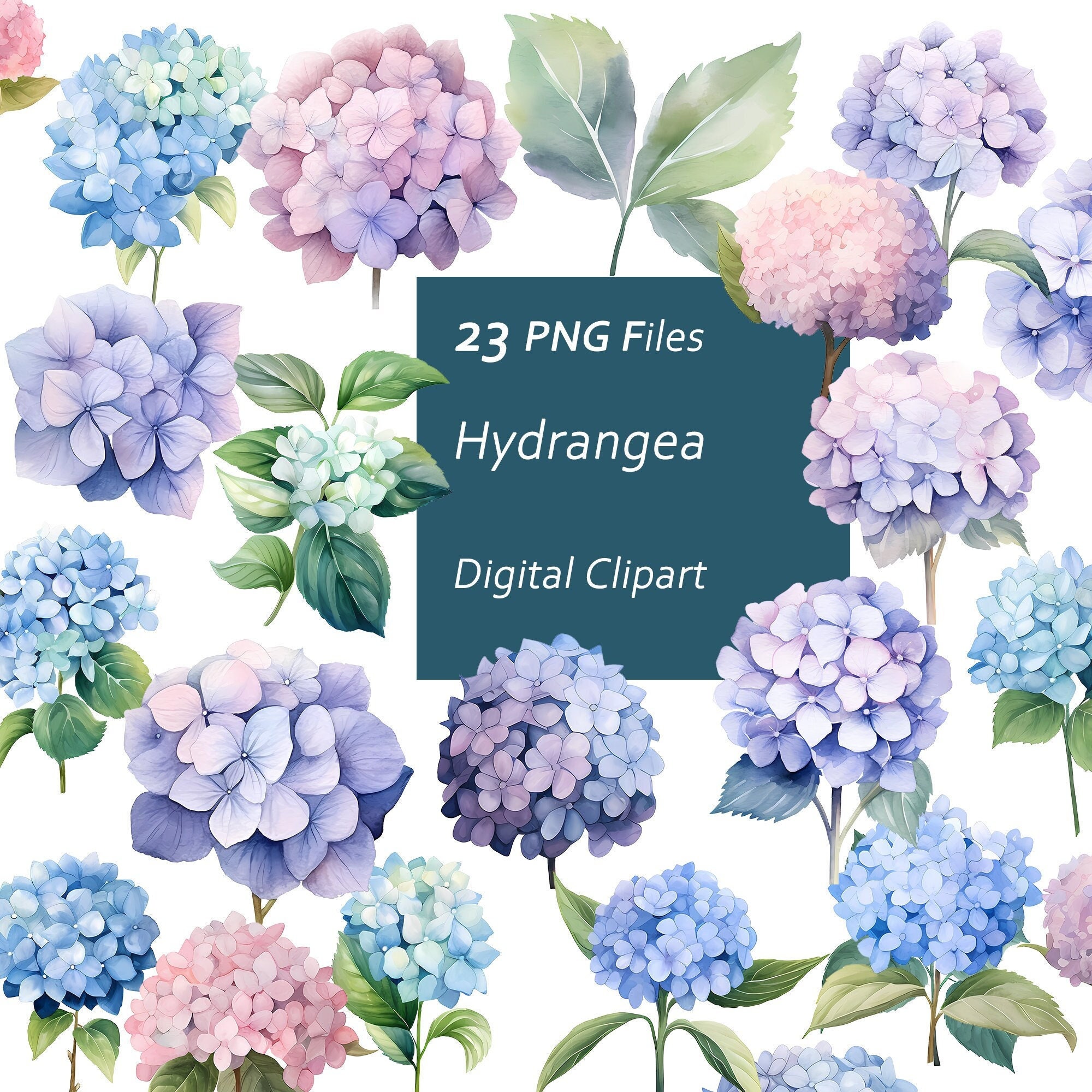 Hydrangea Clipart Set - Botanical Prints - Floral Clipart - Instant ...