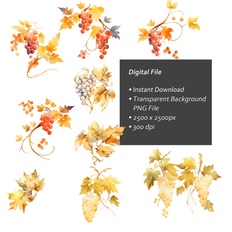 The Gold Vineyard Clipart Set Fruit Art Instant Download PNG, Commercial Use, Printable Design ...
