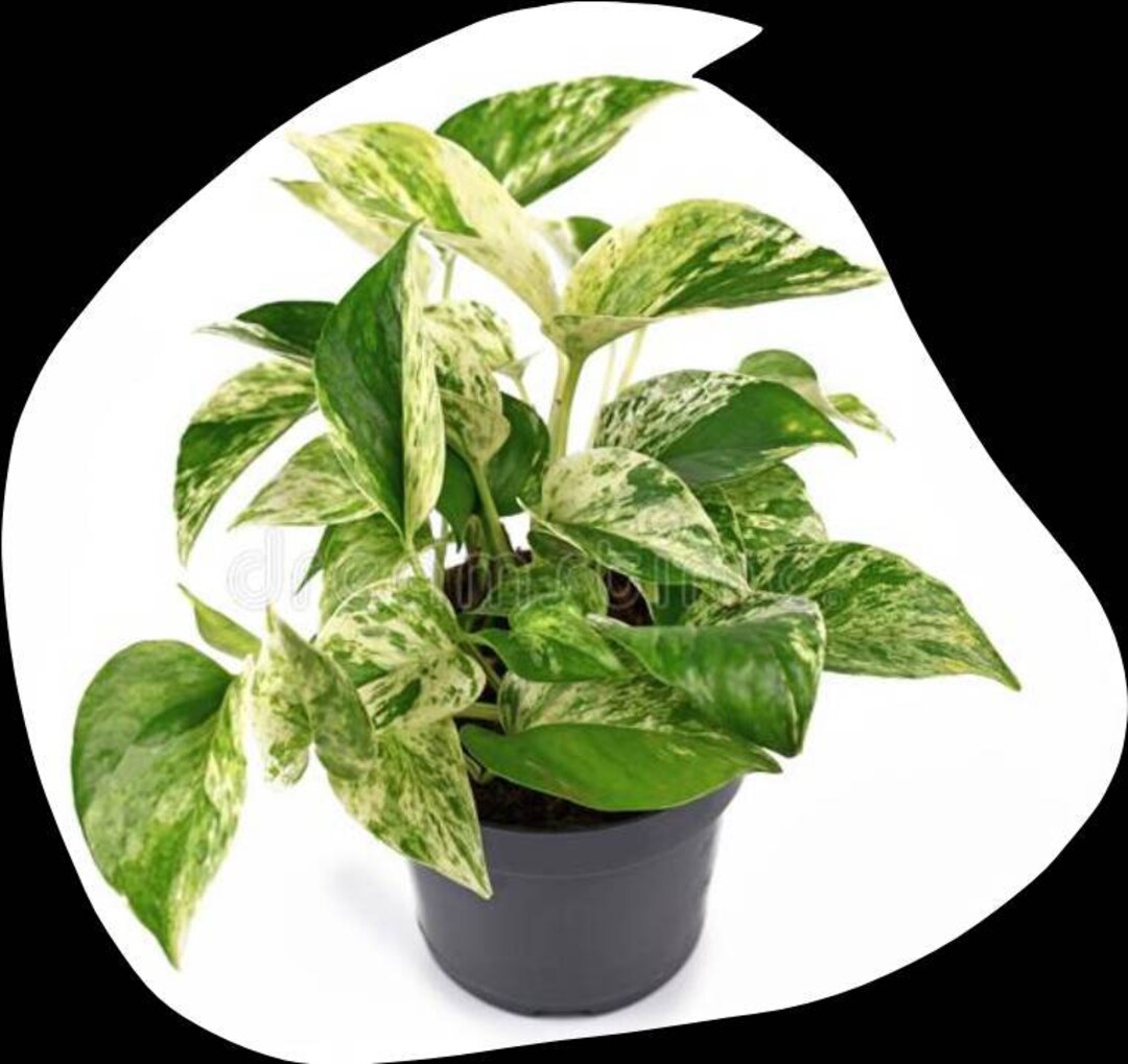 Pothos Plant Cutting - Etsy