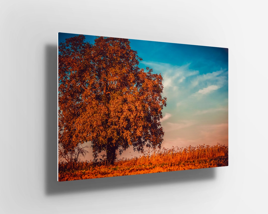 Large Walnut Tree Autumn Scene Nature Metal Aluminium Print Wall Art ...