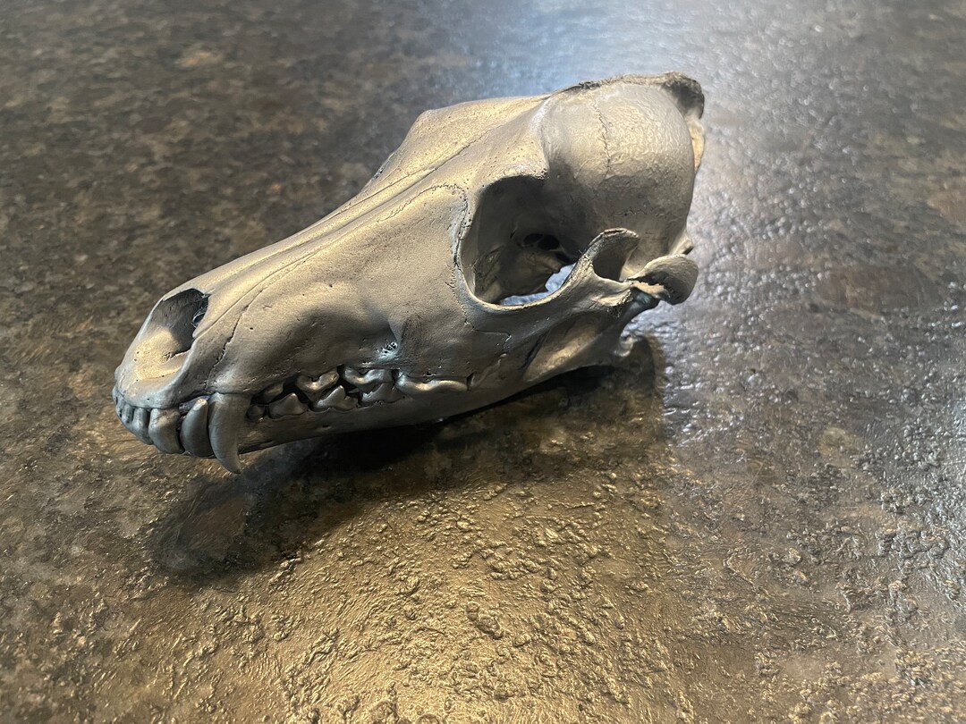 Coyote Skull Metalized - Etsy