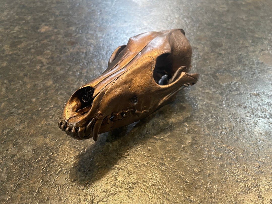 Coyote Skull Metalized - Etsy