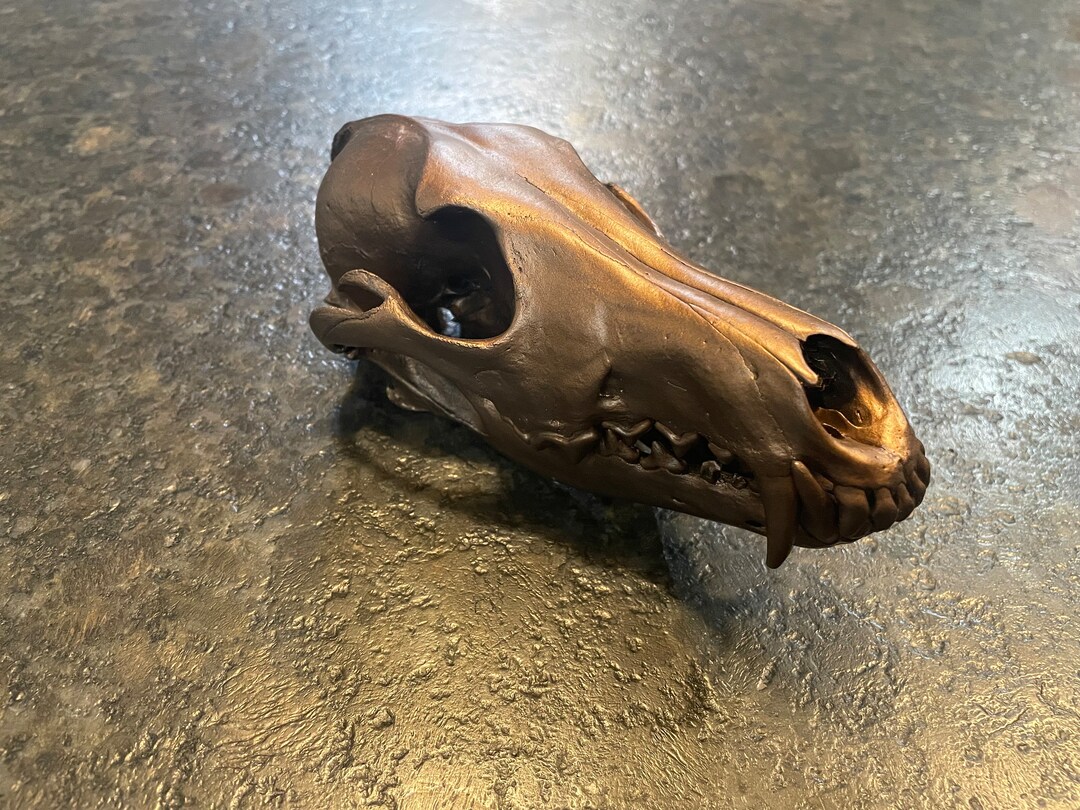 Coyote Skull Metalized - Etsy