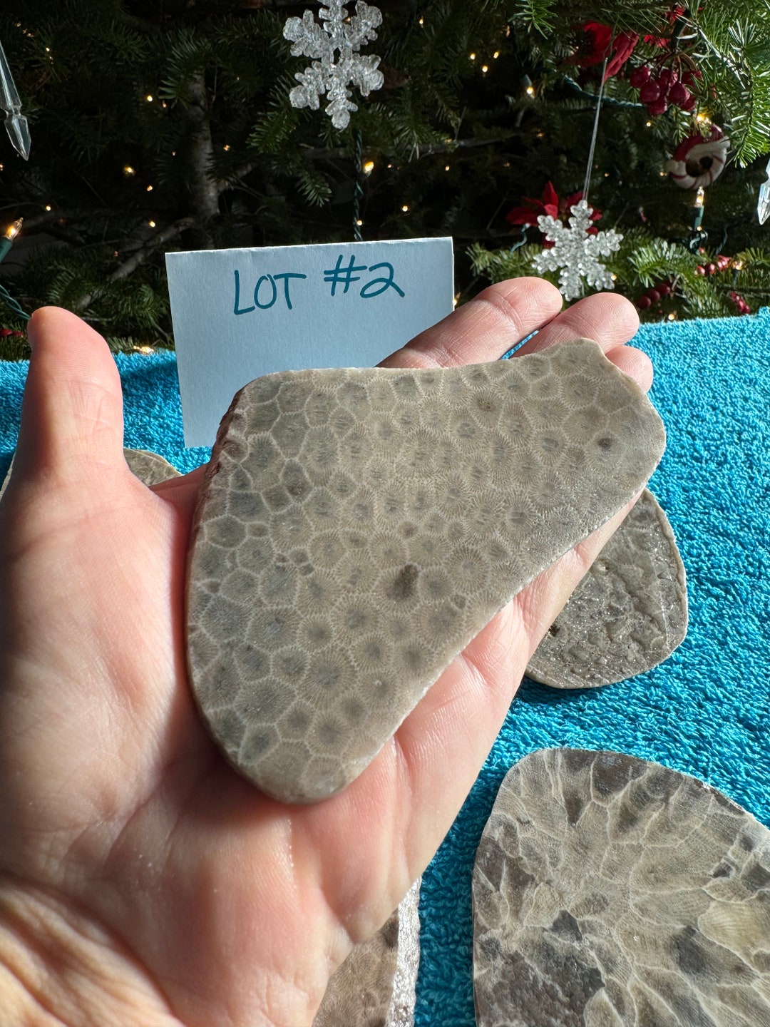 SET of 6 Petoskey Stone SLABS - Lot BT - Shipping Included - Etsy