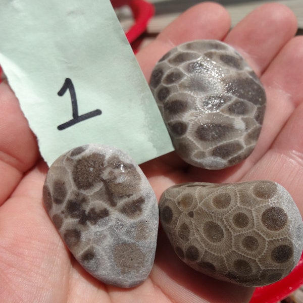 Petoskey Stone - Etsy