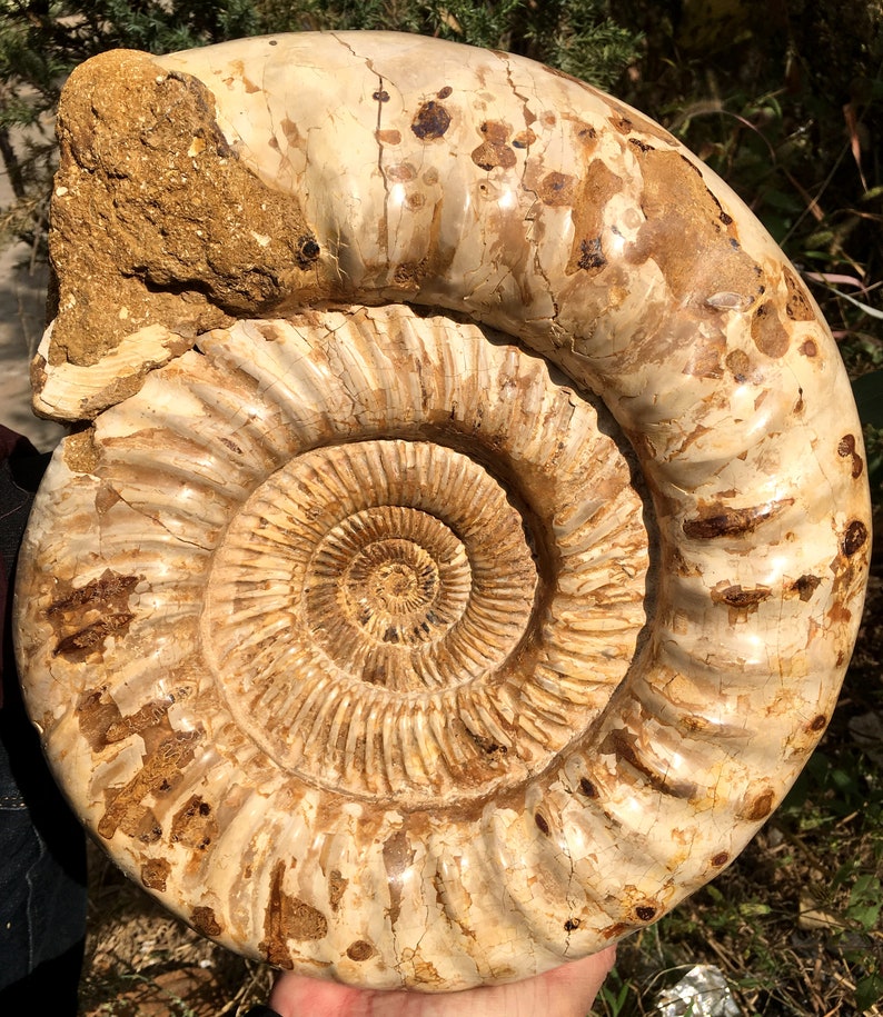 Huge Ammonite/from Madagascar/perisphinctes Species/165 | Etsy