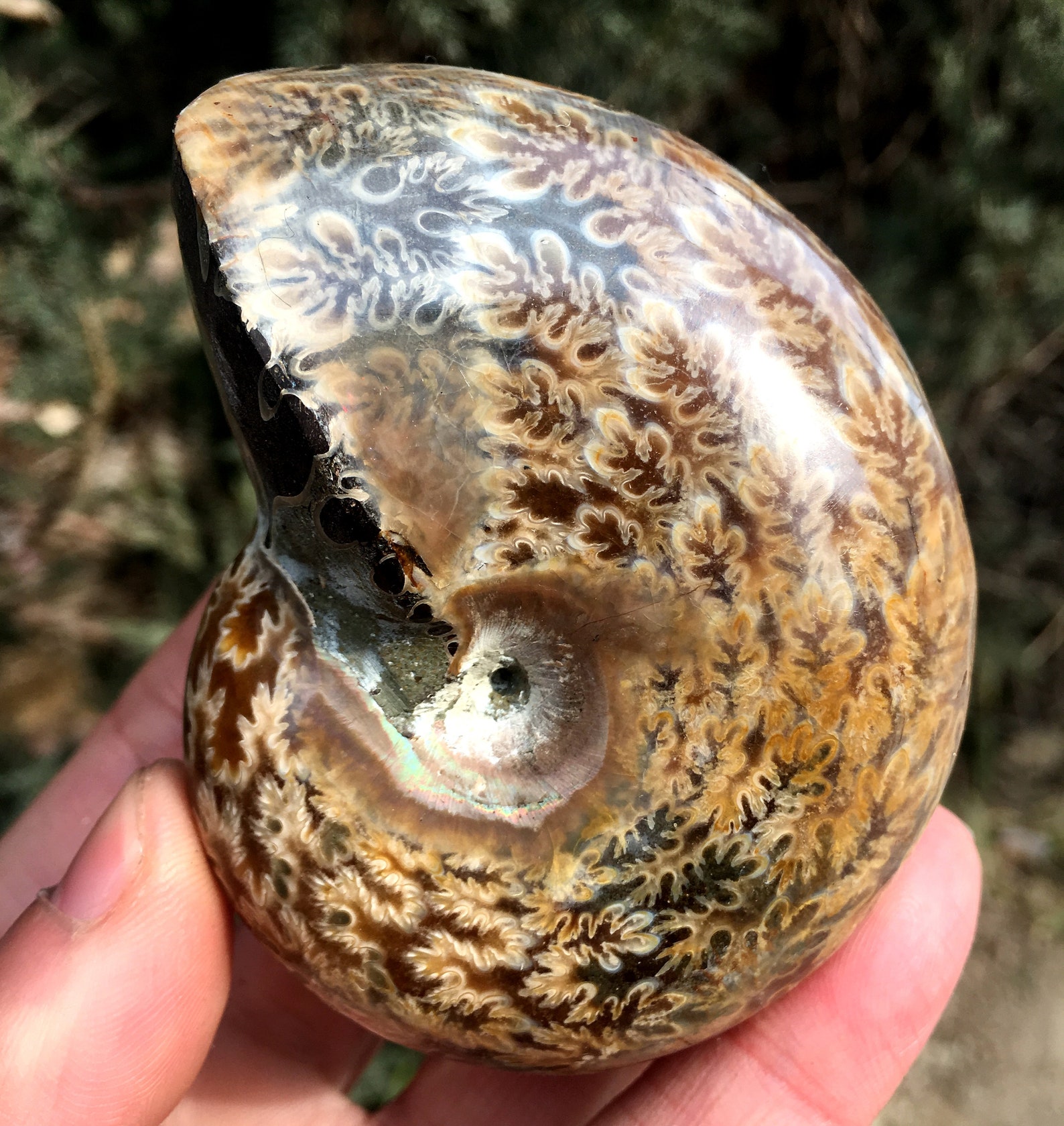Large Ammonite/polished Ammonite/natural - Etsy
