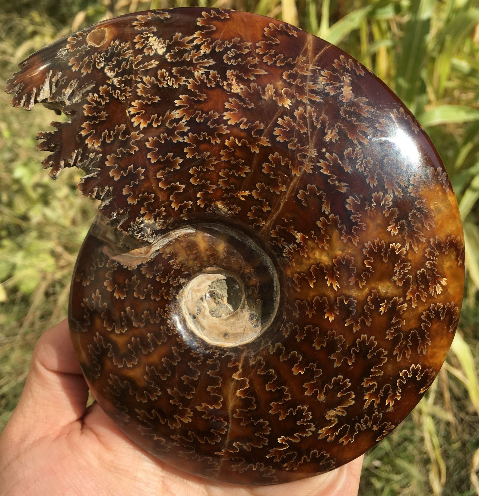 Fine polishing Ammonite / Whole Ammonite Fossil / Authentic | Etsy