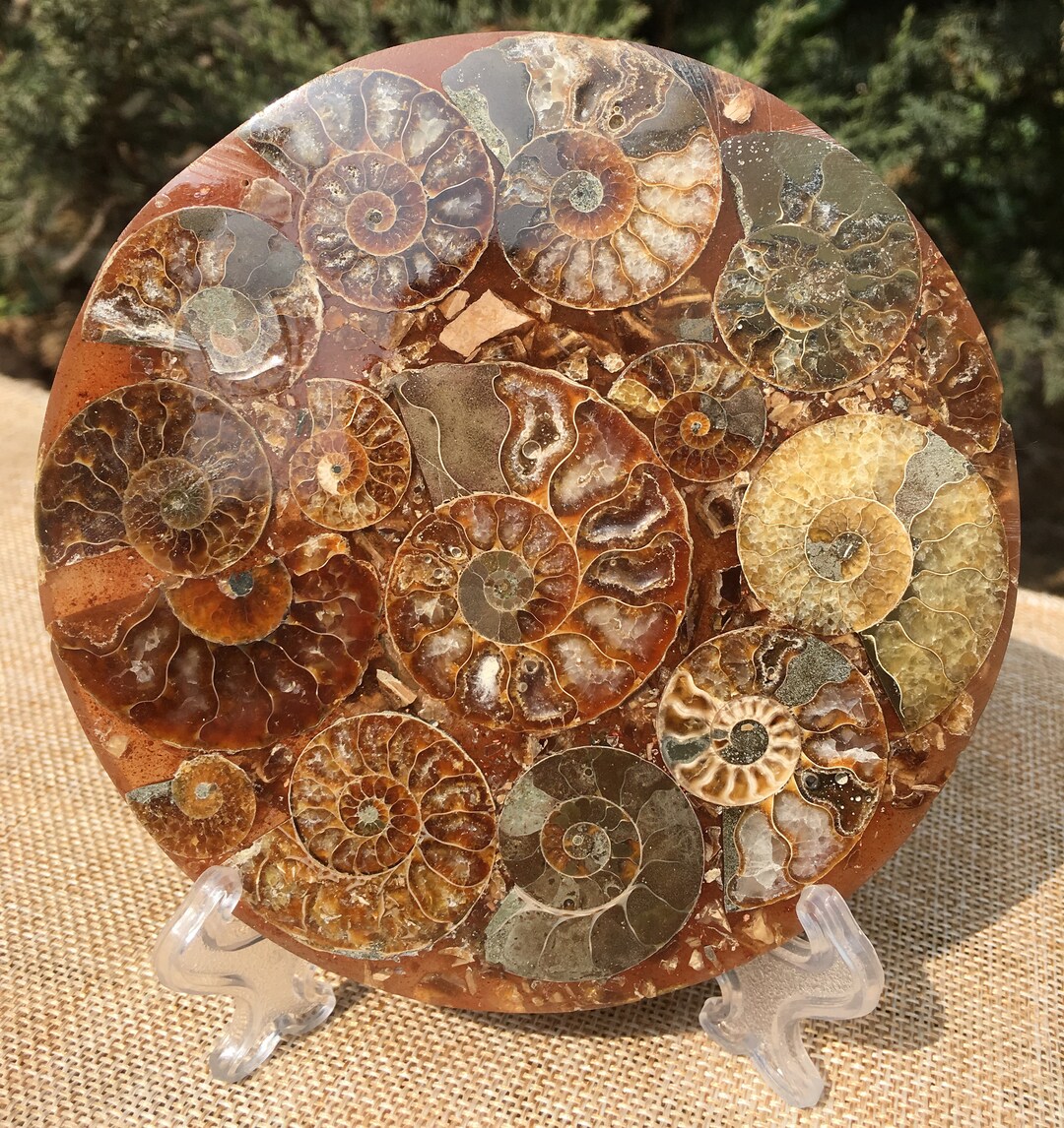 Ammonite Shell Jurassic Fossil Disk Half CUT / From Madagascar/110 ...