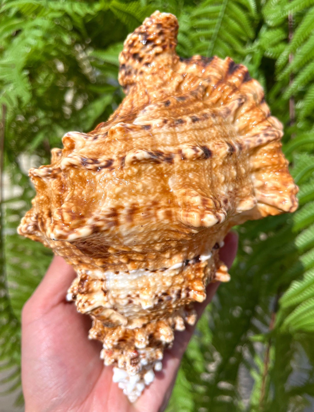 Natural Large Sea Snail Decoration/big Seashell Decor/sea Shell/snail ...