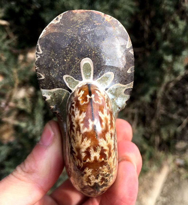 Large Ammonite/polished Ammonite/natural Ammonite/fossils/healing ...