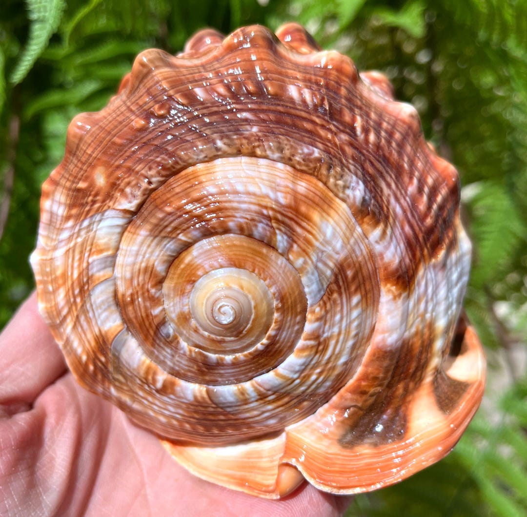 Natural Large Sea Snail Ammonite Decoration/big Seashell Decor/sea ...
