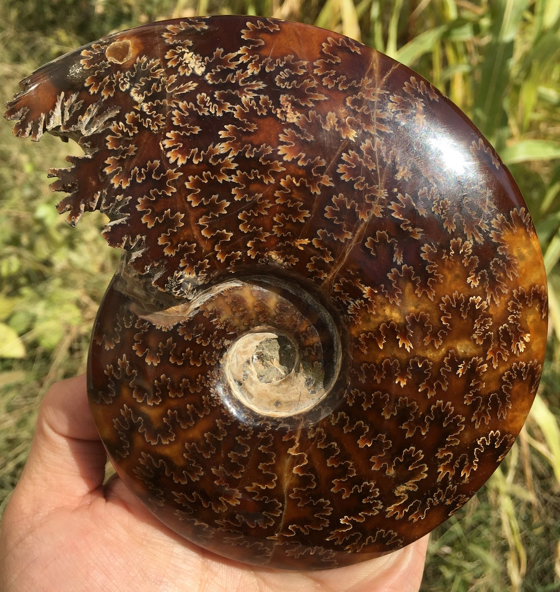 Fine polishing Ammonite / Whole Ammonite Fossil / Authentic | Etsy