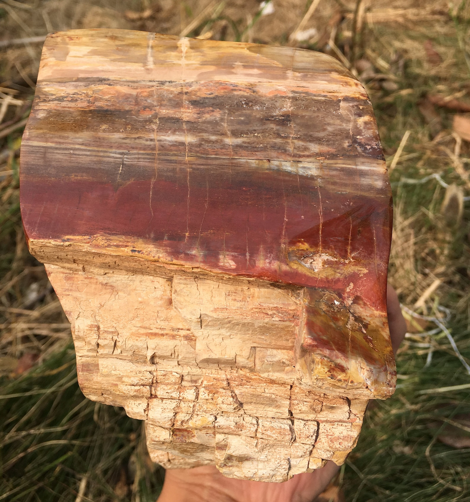 Large Petrified Wood Stone/petrified Wood Free Shape/mineral - Etsy