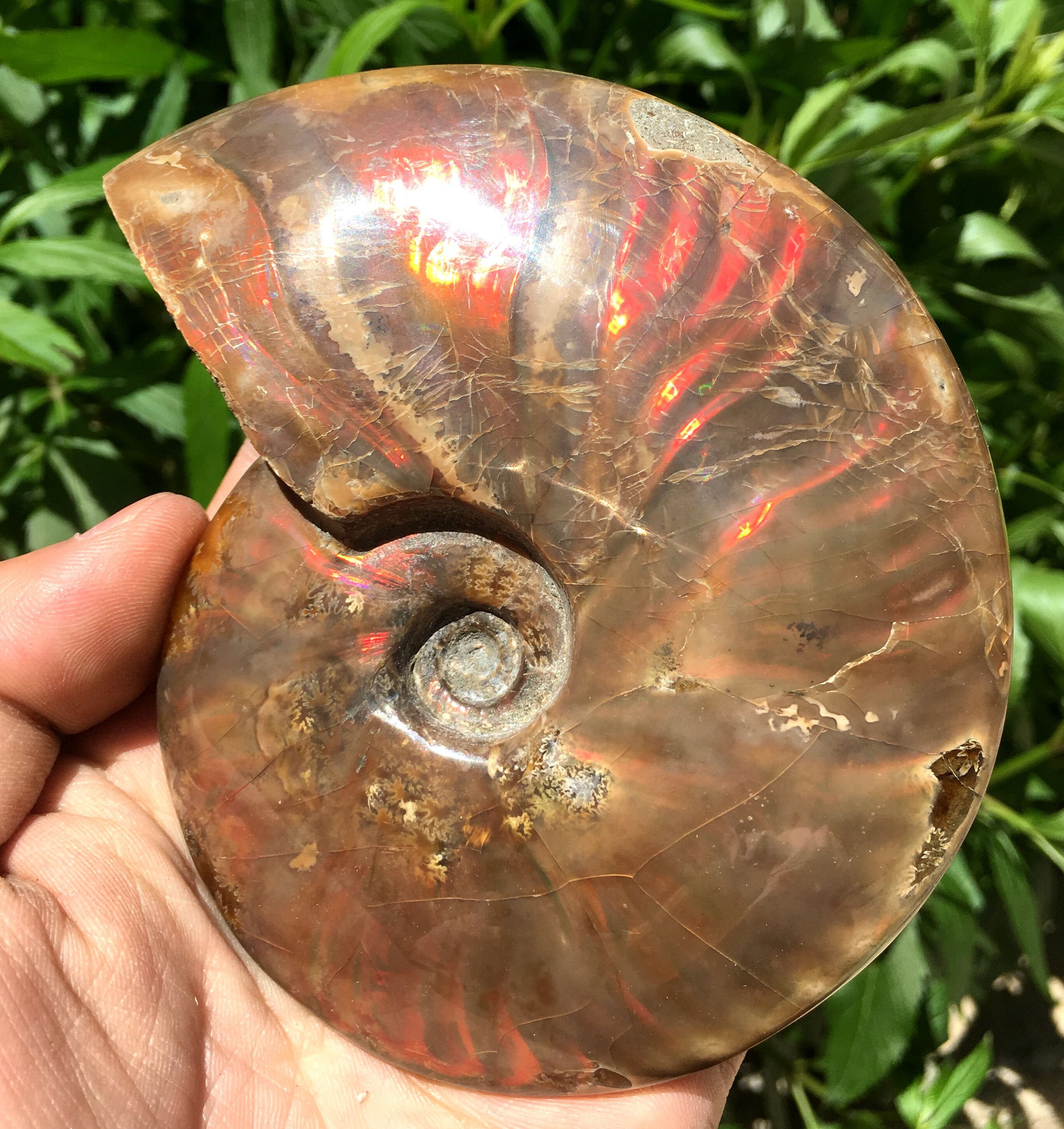 Large Iridescent Rainbow Ammonite /fire Opal Ammonite/natural - Etsy