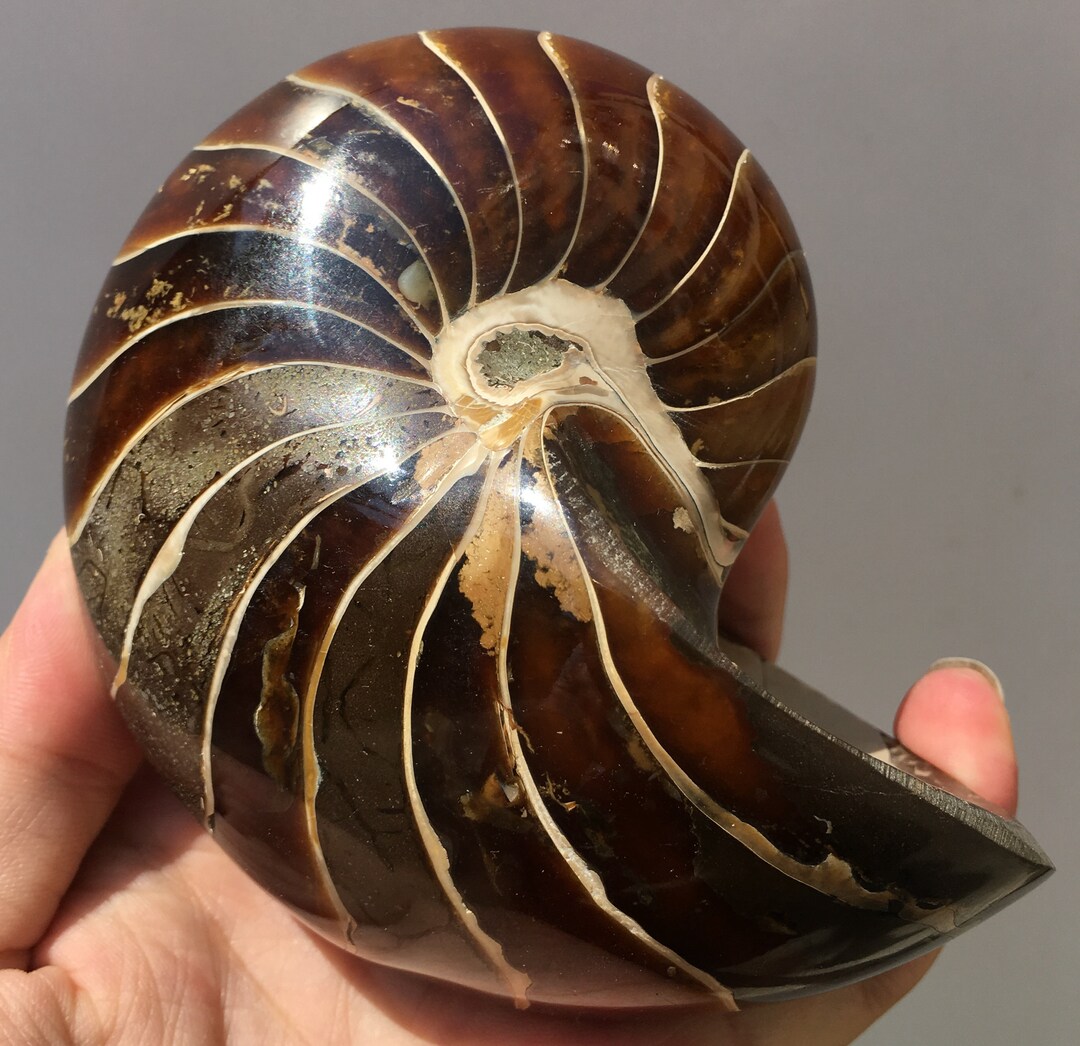 Large Ammonite/polished Ammonite/natural Ammonite/fossils/healing ...