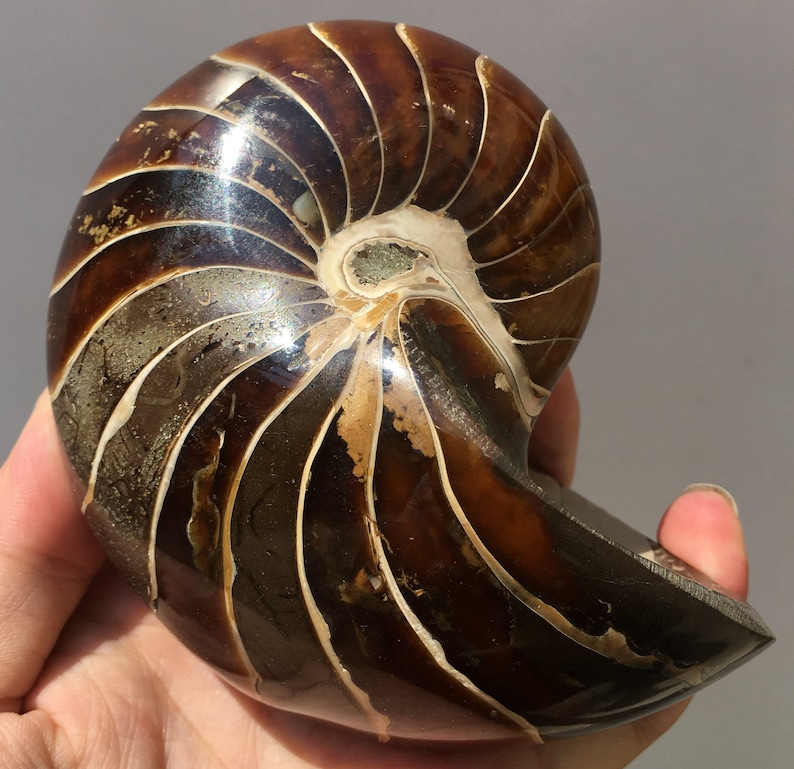 Large Ammonite/polished Ammonite/natural - Etsy