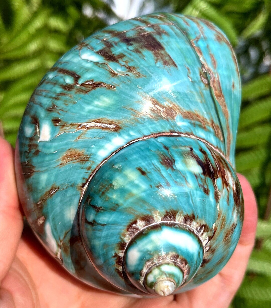 Natural Large Sea Snail Decoration/big Seashell Decor/sea Shell/snail ...