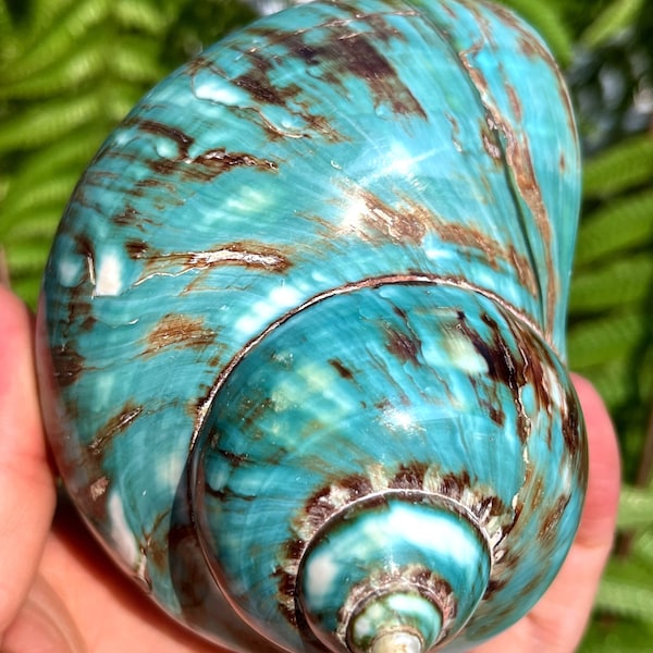 Sea Shell Decorations - Etsy