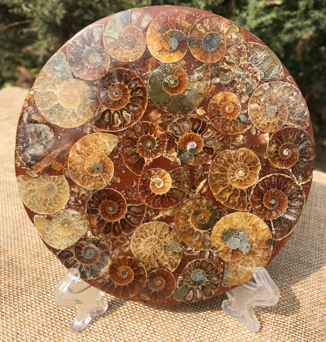 Ammonite Shell Jurassic Fossil Disk Half CUT / From Madagascar/110 ...