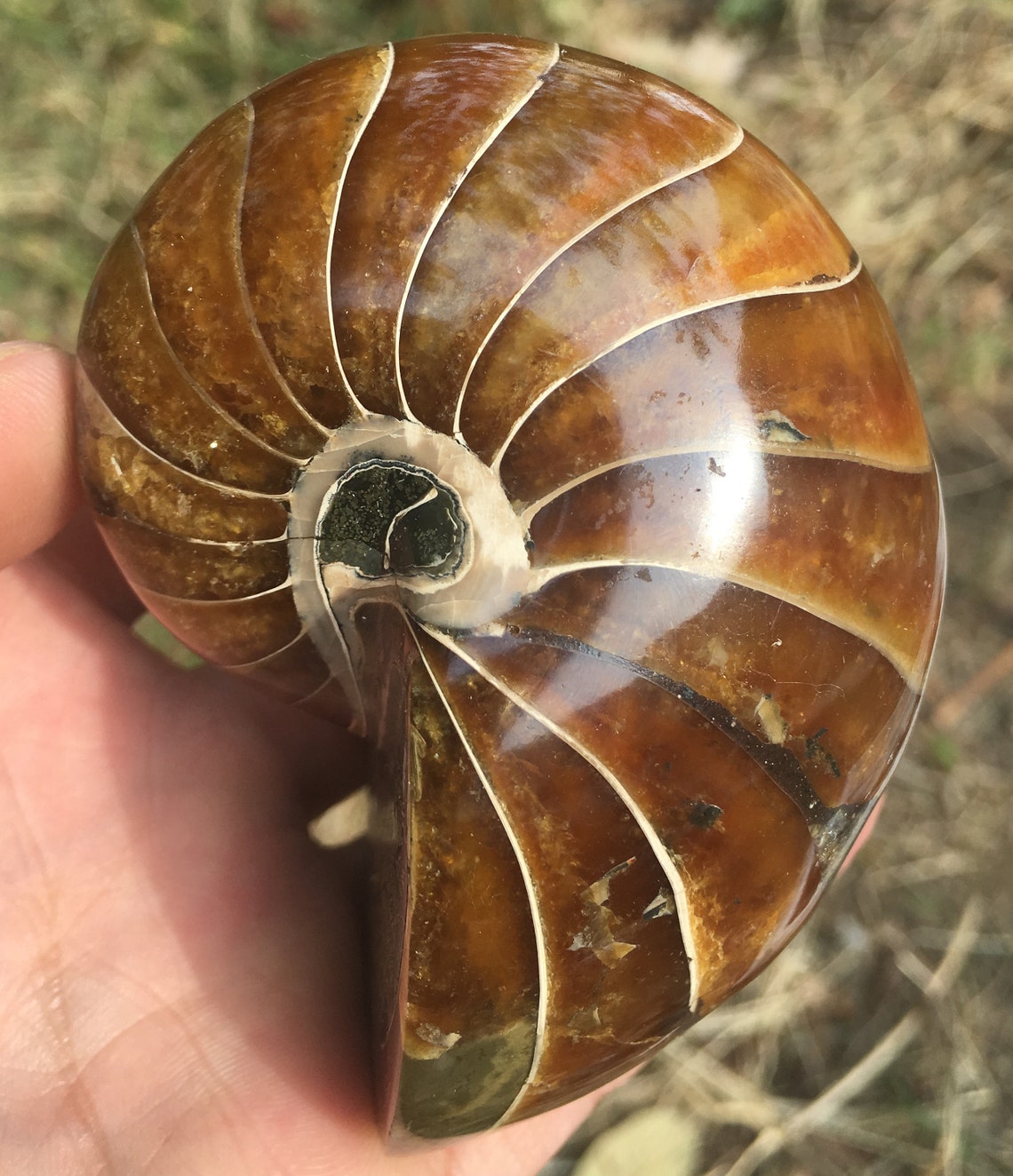 Large Ammonite/polished Ammonite/natural | Etsy