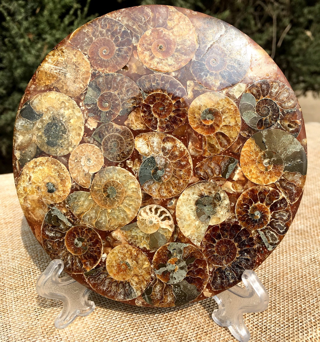 Ammonite Shell Jurassic Fossil Disk Half CUT / From Madagascar/110 ...