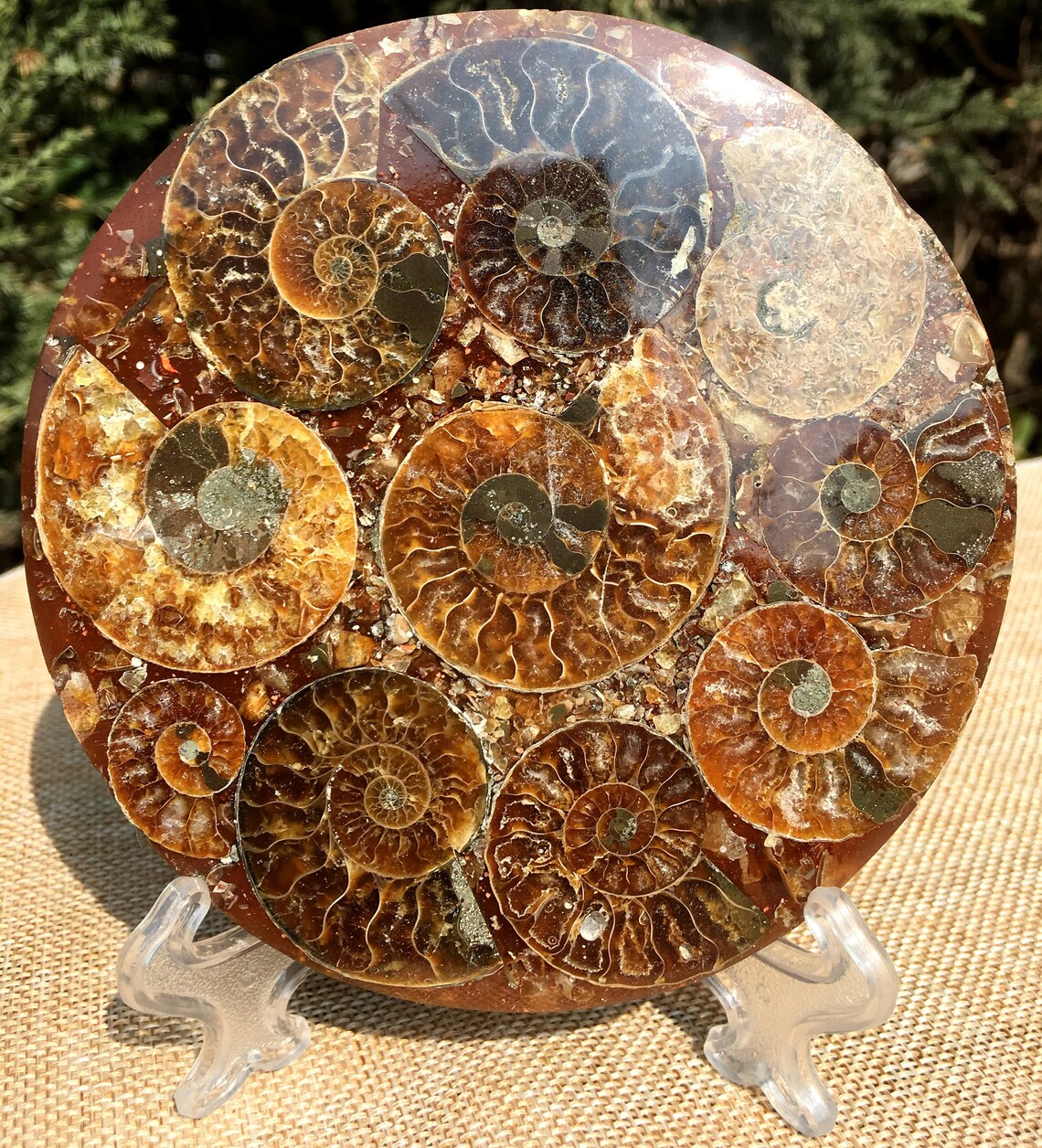 Ammonite Shell Jurassic Fossil Disk Half CUT / From - Etsy