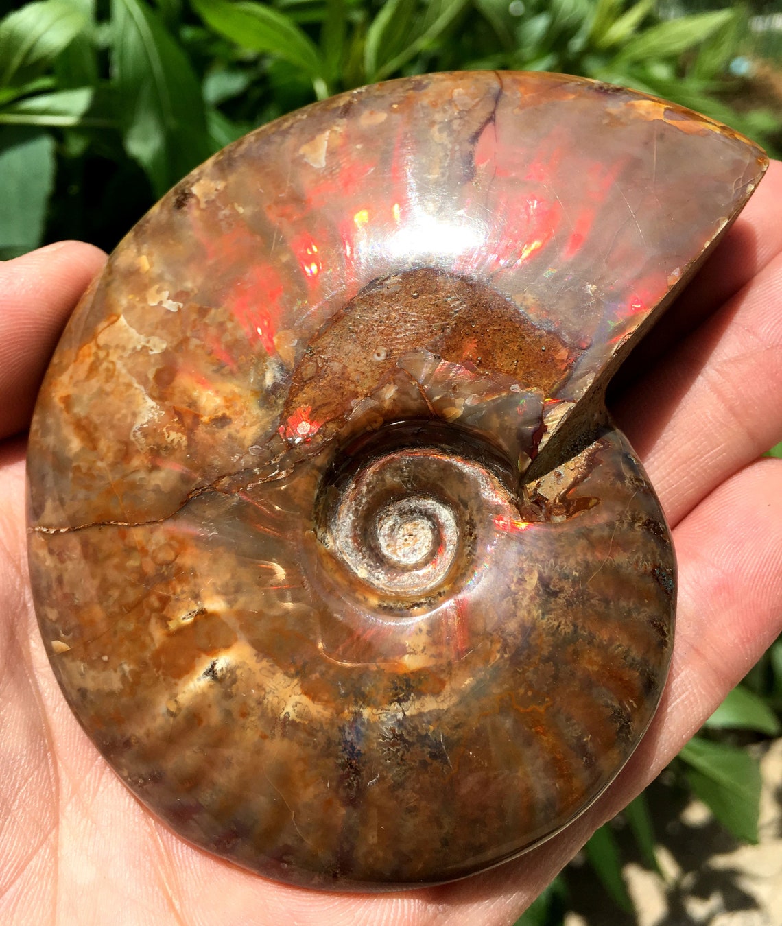 Large Iridescent Rainbow ammonite /Fire Opal Ammonite/natural | Etsy