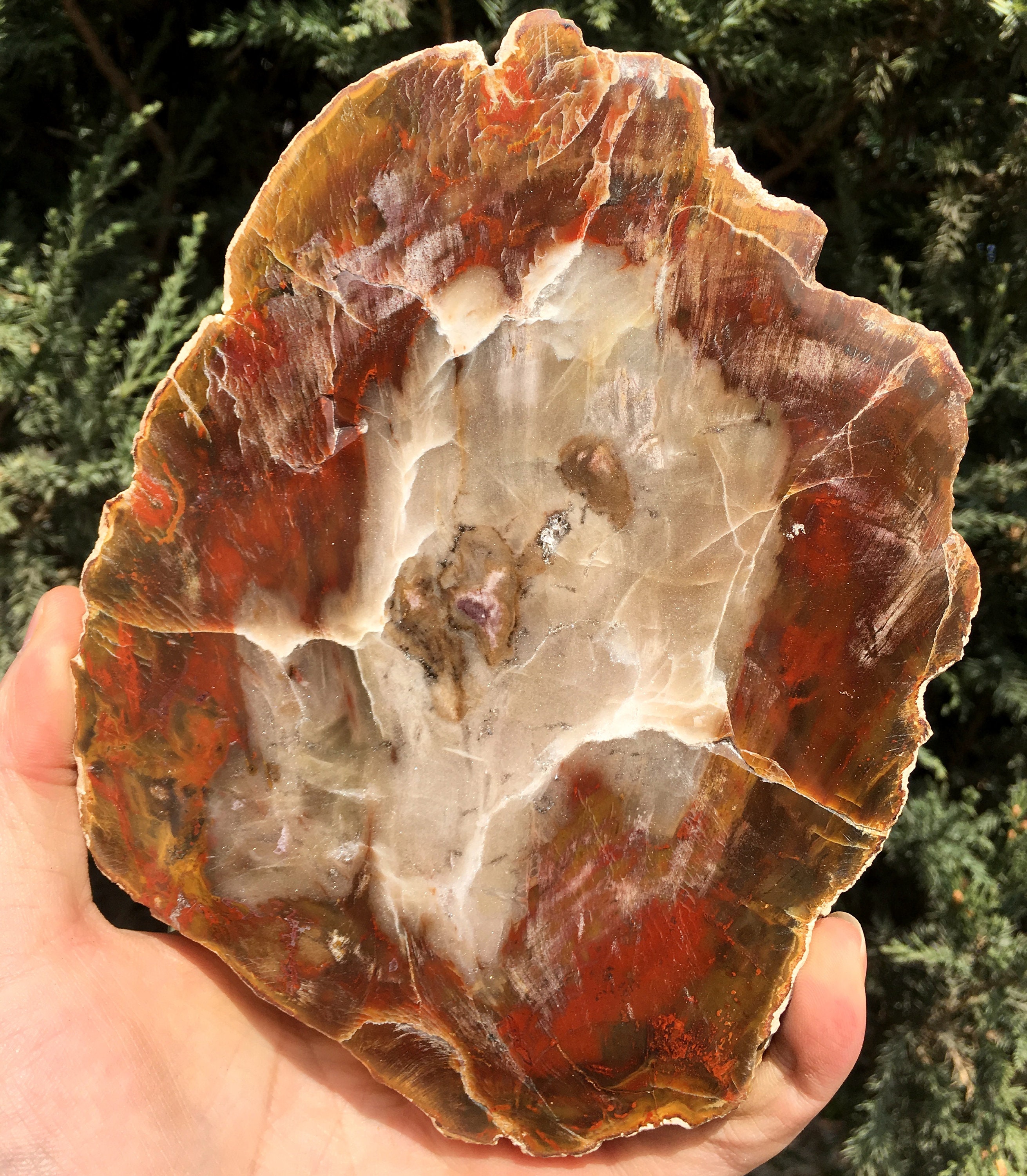 Home Décor Home & Living large Petrified Wood Stone/petrified wood ...