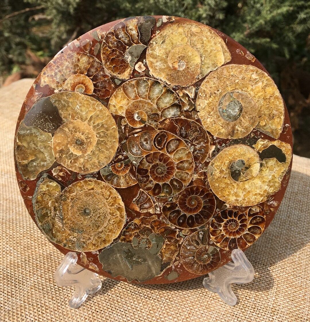 Ammonite Shell Jurassic Fossil Disk Half CUT / From Madagascar/110 ...