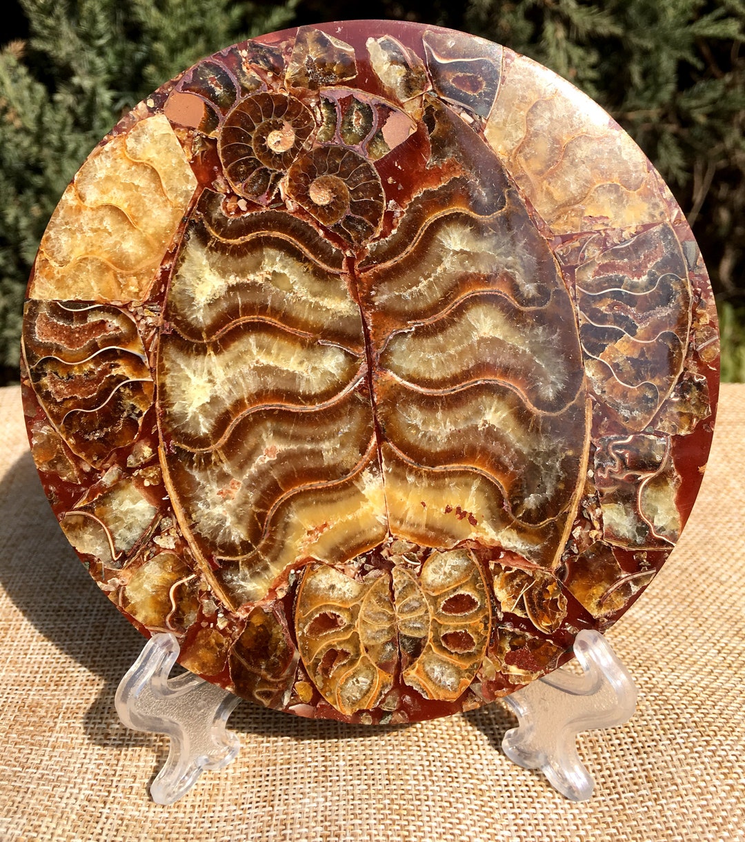 Ammonite Shell Jurassic Fossil Disk Half CUT / From - Etsy