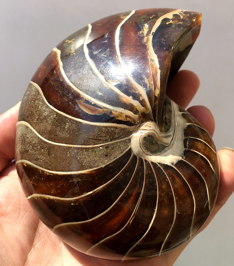 Large Ammonite/polished Ammonite/natural Ammonite/fossils/healing ...