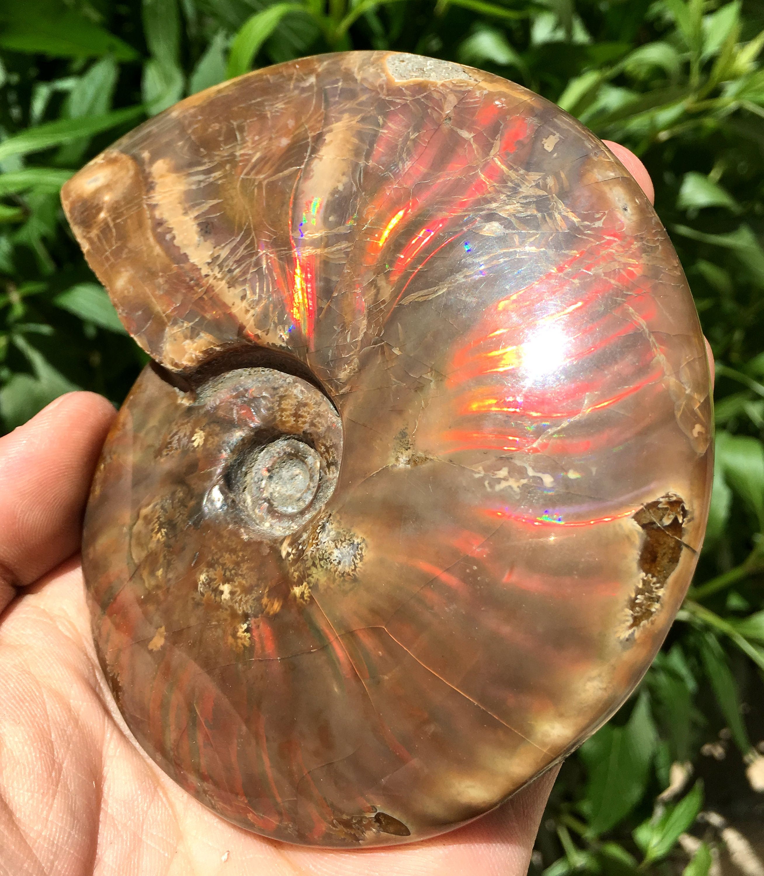 Large Iridescent Rainbow Ammonite /fire Opal Ammonite/natural - Etsy