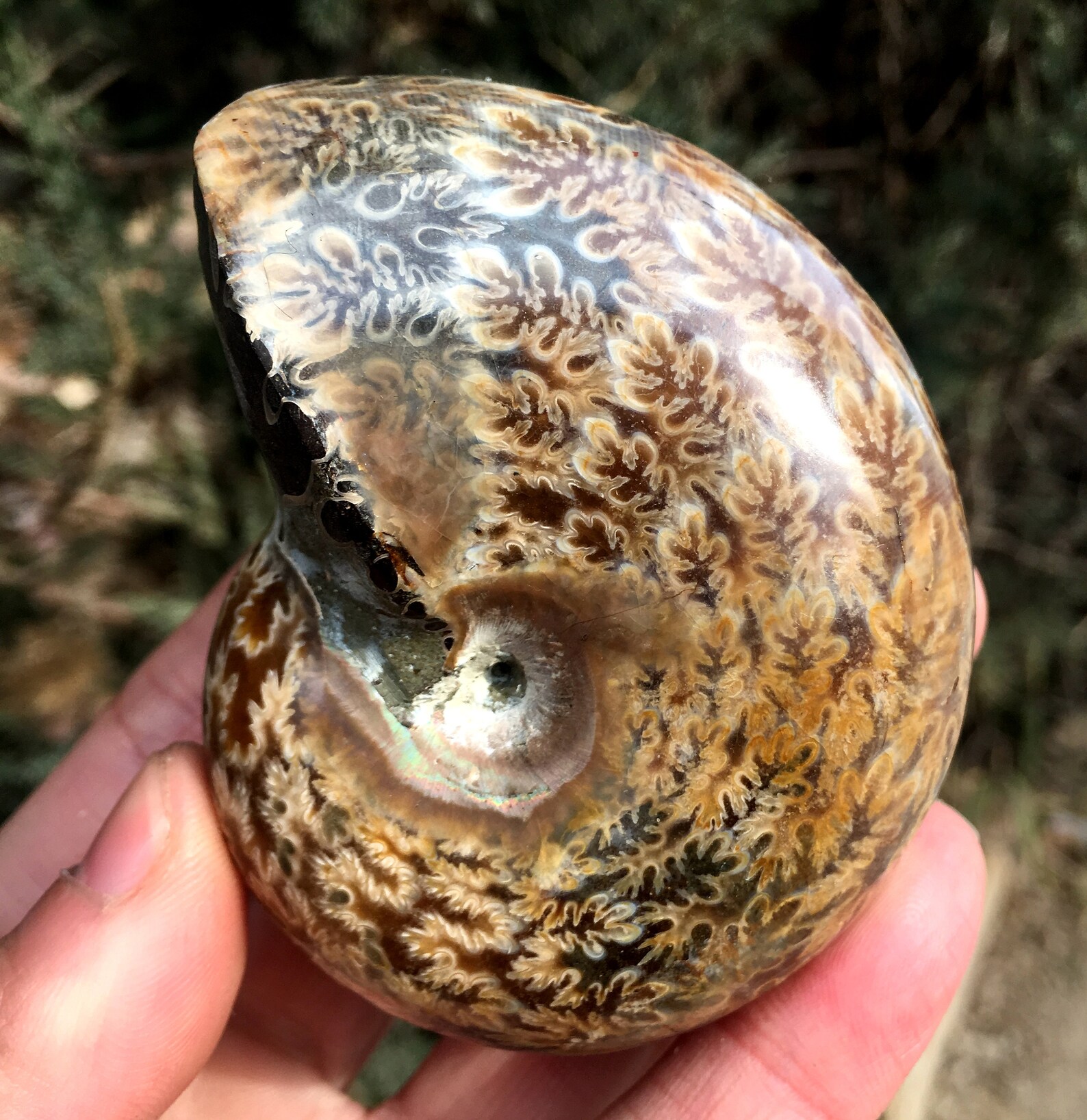 Large Ammonite/polished Ammonite/natural - Etsy