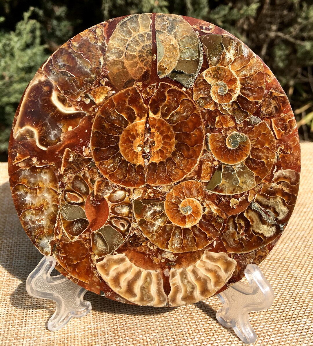 Ammonite Shell Jurassic Fossil Disk Half CUT / From Madagascar/110 ...