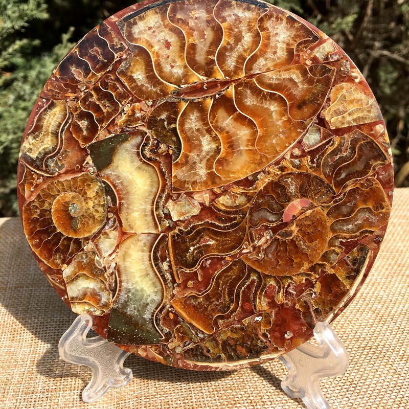Ammonite Shell - Etsy