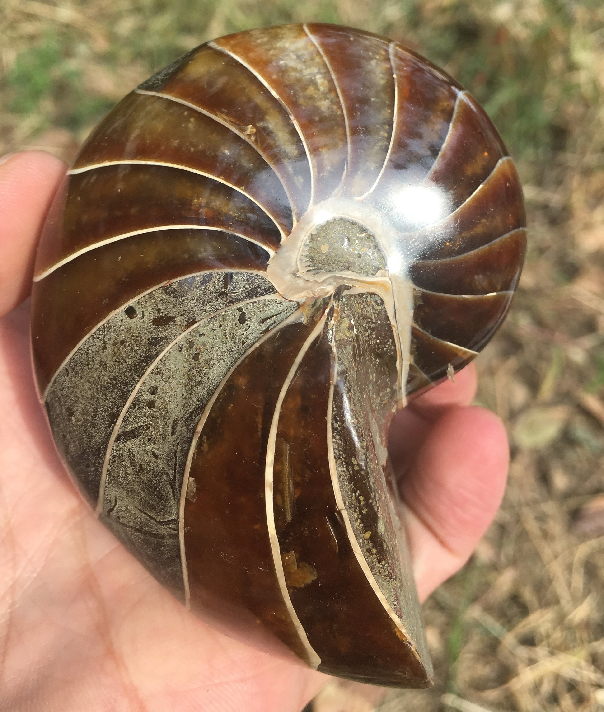 Large ammonite/polished ammonite/natural | Etsy
