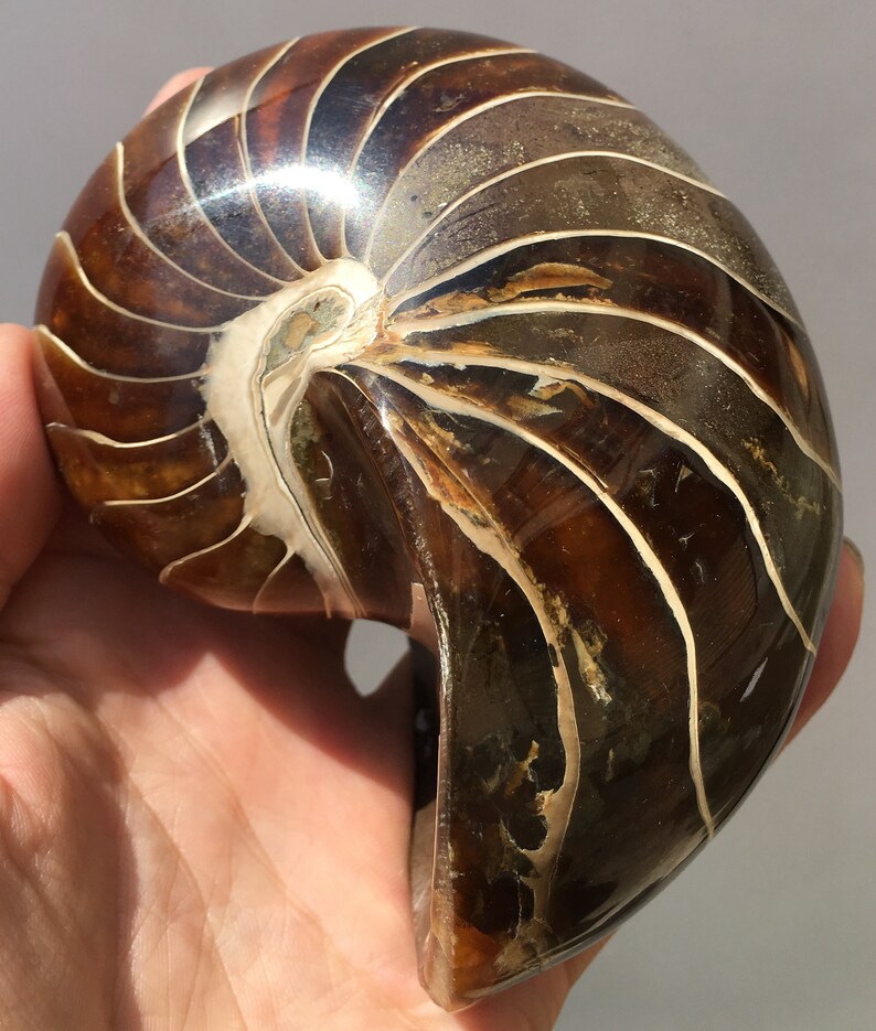 Large Ammonite/polished Ammonite/natural - Etsy
