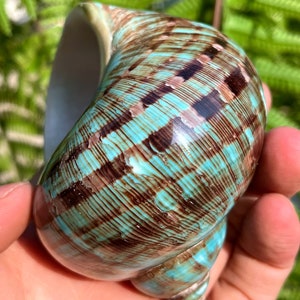 Natural Large Sea Snail Decoration/big Seashell Decor/sea Shell/snail ...